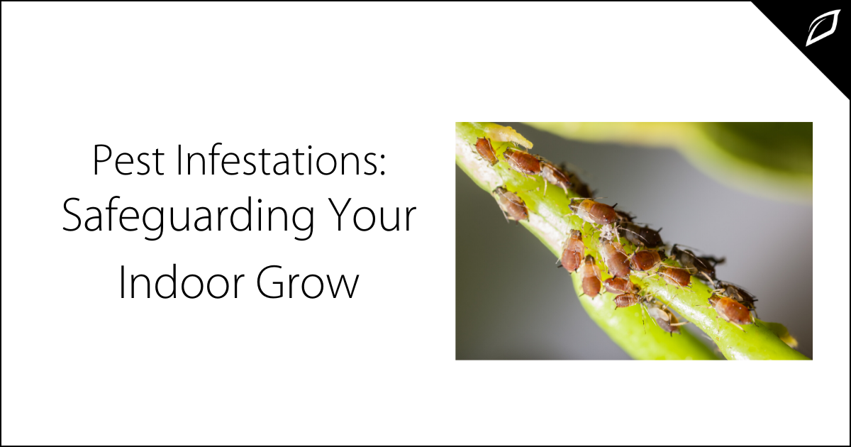 Pest Infestations Safeguarding Your Indoor Grow